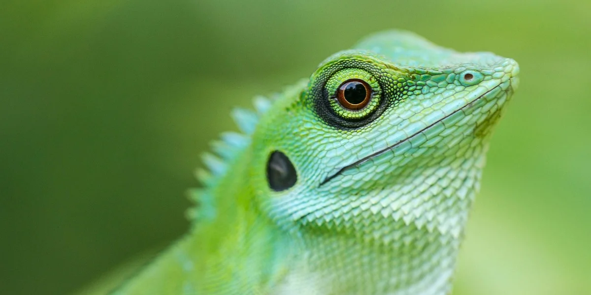 Crested Gecko Behavior and Body Language: The Ultimate Guide - The ...