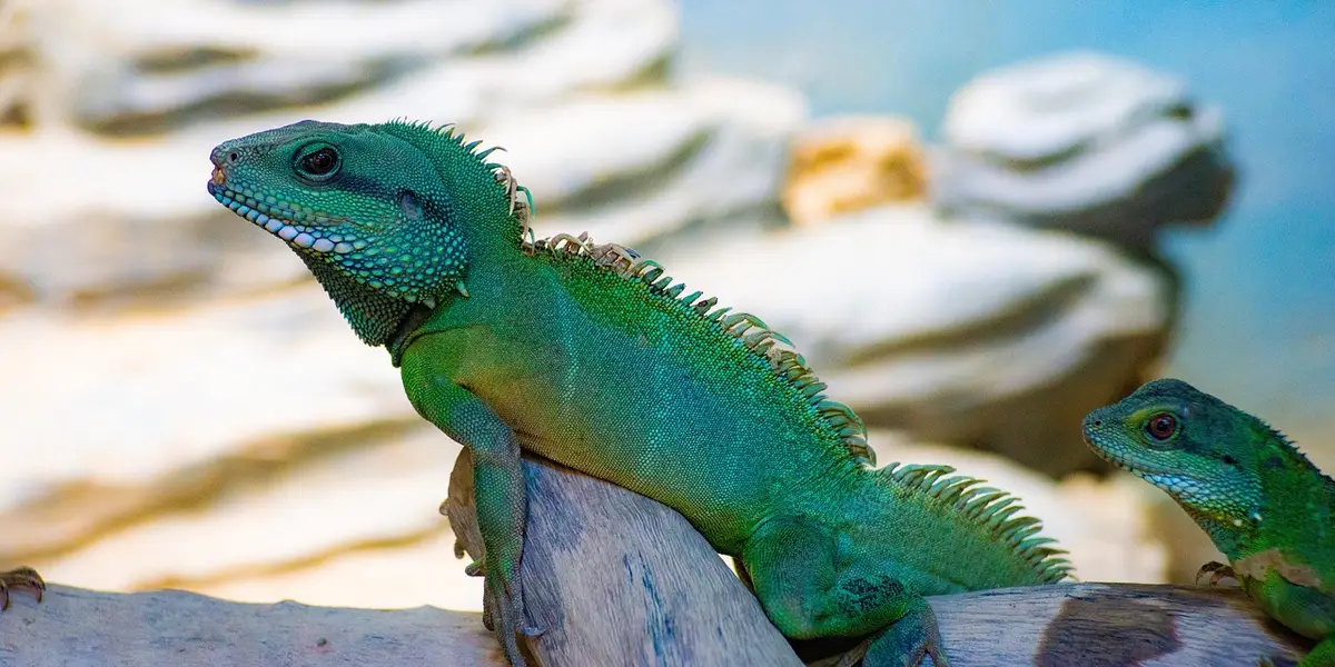 What is Dysecdysis in Reptiles and How is it Treated? - The Gecko Guide