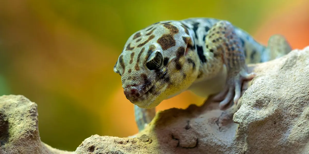 What Do Gecko Eggs Look Like? Your Visual Guide - The Gecko Guide